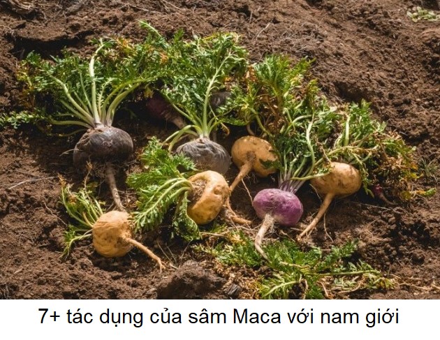 Top 7+ tác dụng của sâm Maca Peru với nam giới