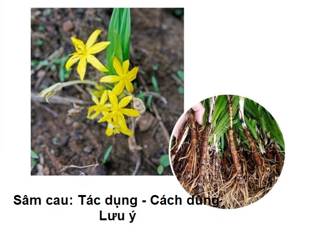 Sâm cau có tác dụng gì với nam giới? Cách dùng và lưu ý?